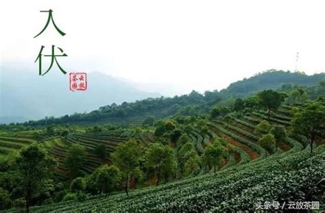 三伏天喝什麼，你都知道嗎？ 每日頭條