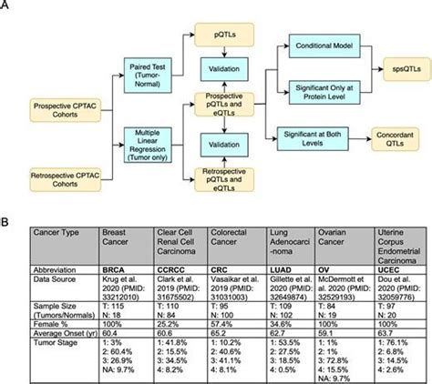 Mutation Impact On Mrna Versus Protein Expression Across Human Cancers Abdulkadir Elmas