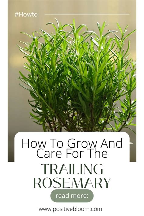 How To Grow And Care For Trailing Rosemary