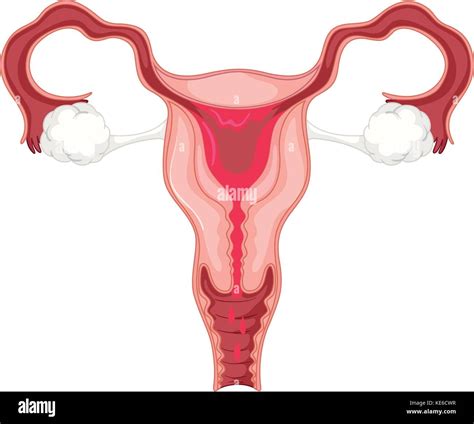 Menstrual Cycle In Woman Illustration Stock Vector Image And Art Alamy