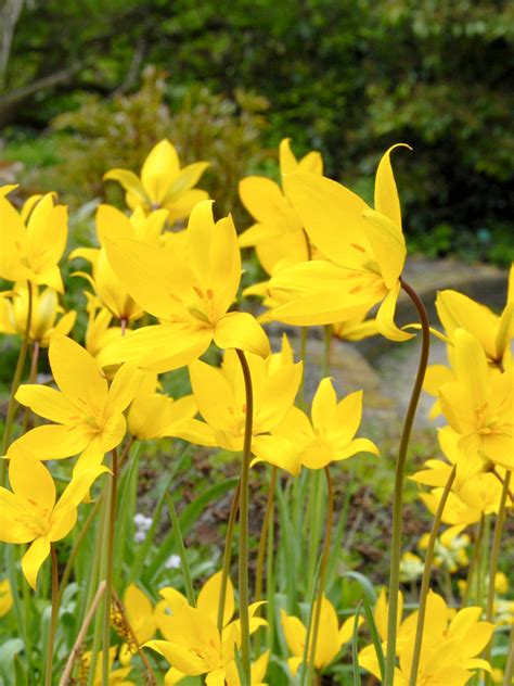 Tulip Bulbs Sylvestris From Holland Dutchgrown™