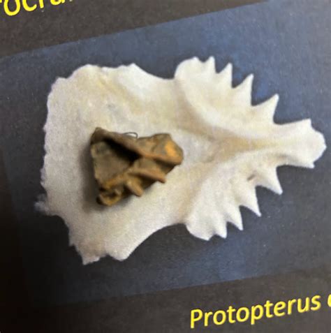 Arundel Formation Ironstone Fossil Id The Fossil Forum