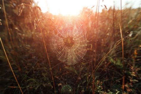 Are Spiders Nocturnal And Active At Night What To Know Pest Pointers