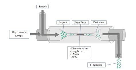 Homogenizer Principle Parts Types Procedure Uses Biology Notes