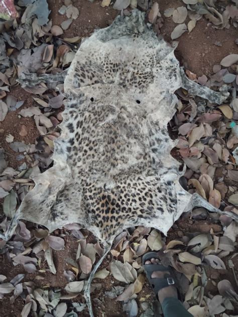 Leopard Hide Seized Smuggler Arrested