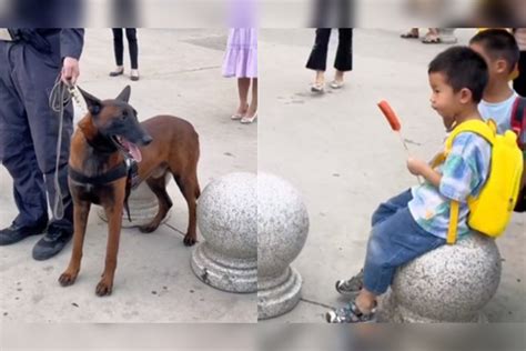 警犬被小朋友的烤肠诱惑，护学时口水狂留，训导员太有爱诱惑口水学时