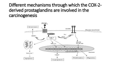 Cyclooxygenase Presentation