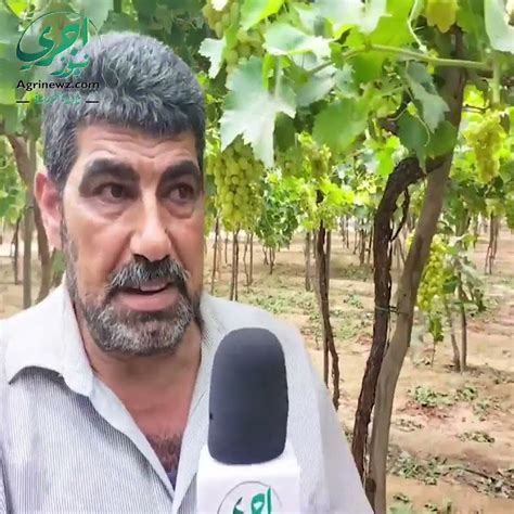 شوف الفرق بين العنب المستورد والعب المحلى المخصص للسوق المصري عنب