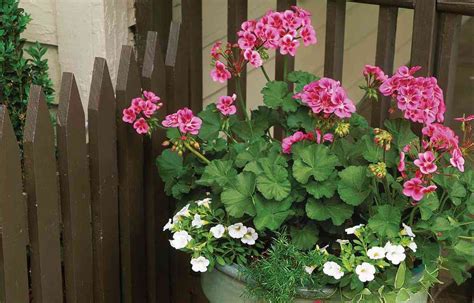 How To Plant And Care For Ivy Geraniums In Containers