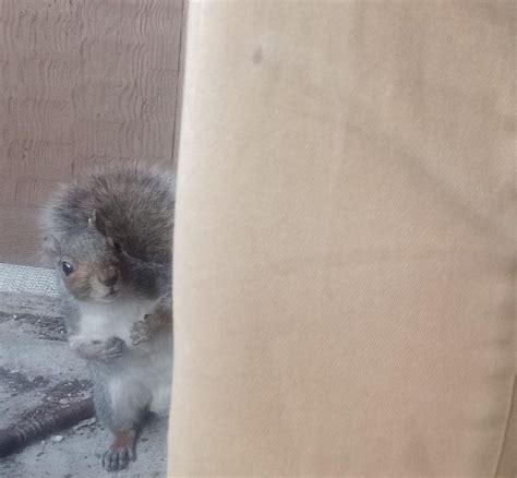 Steve The Squirrel Was Going To Be Poisoned By The Neighbors For Eating