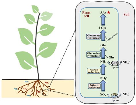 The Utilization And Roles Of Nitrogen In Plants