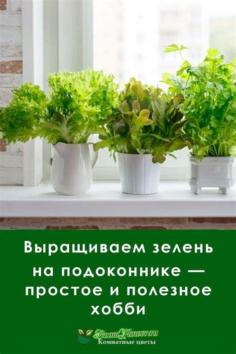 Выращивание зелени на подоконнике
