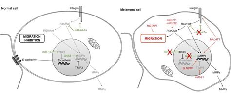 Role Of Non Coding Rnas In Cell Invasion And Migration In A Melanoma