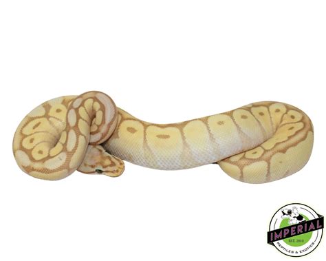 Banana Mojave Bumblebee Ball Python For Sale Imperial Reptiles