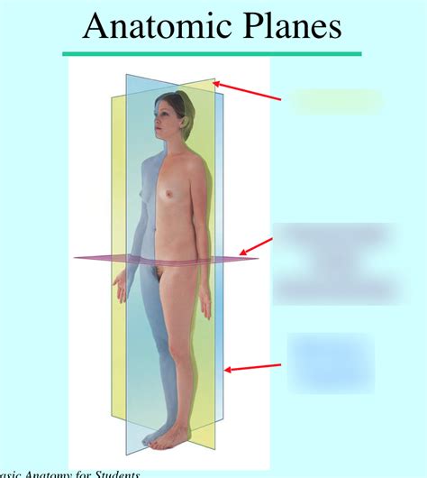 Anatomical Planes Diagram Quizlet