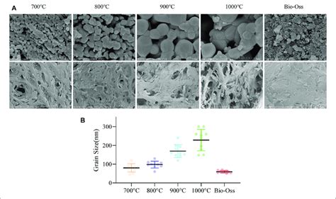 Sem Observation Of Material Microstructure And Cell Loading Status Download Scientific