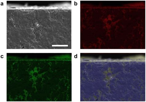 23 Cross Sectional Observation Results Following Sessile Drop Method