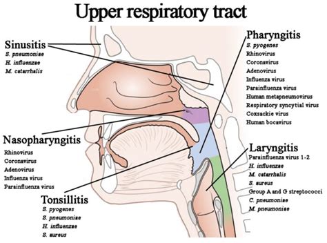 A Comprehensive Guide To Respiratory Pathogen Detection Panel