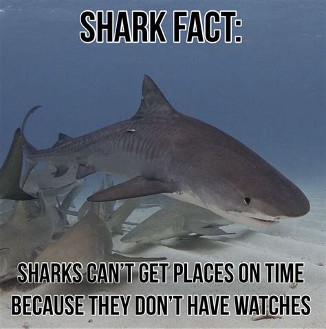Shark Fun Fact 18 By Claire Artofit