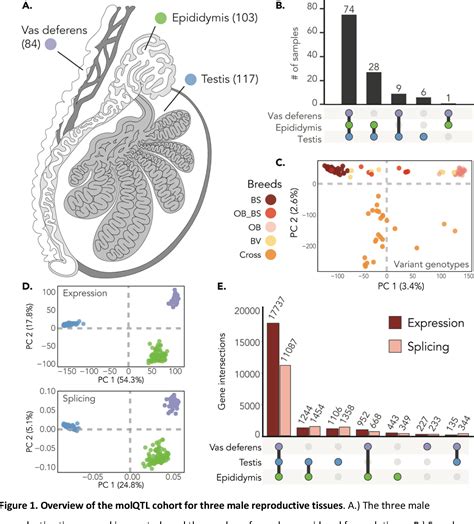 Figure 1 From Molecular Quantitative Trait Loci In Reproductive Tissues