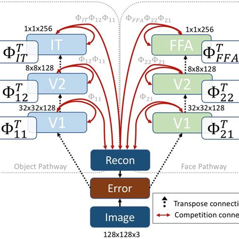 Visualization Of The Learned Dictionary Elements At V1 And Activity