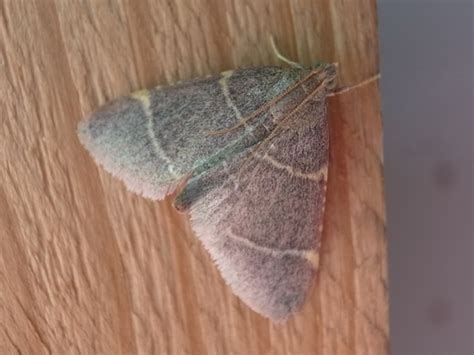 Orthopygia Glaucinalis