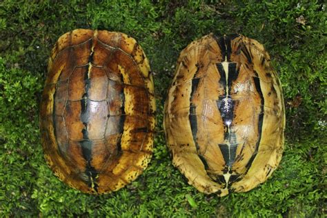 Cuora Bourreti Turtle Sanctuary Conservation Center