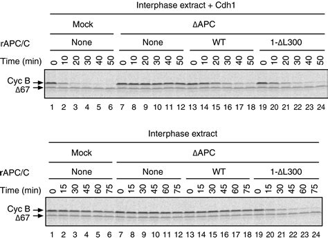 PP2AB56 Binds To Apc1 And Promotes Cdc20 Association With The APC C