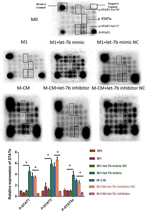 Overexpression Or Knockdown Of Let 7b 5p Influences The Activity Of The