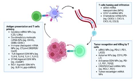 Immune Modulatory Nucleic Acid Nanoparticles In The Cancer Immunity Download Scientific Diagram