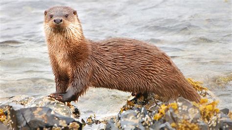 The Meaning And Symbolism Of The Word Otter