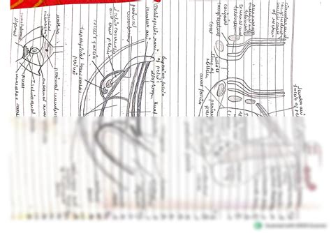 Ischiorectal Fossa Anatomy