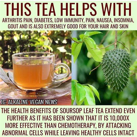 Soursop Tea Benefits How To Make Side Effects Organic 41 Off