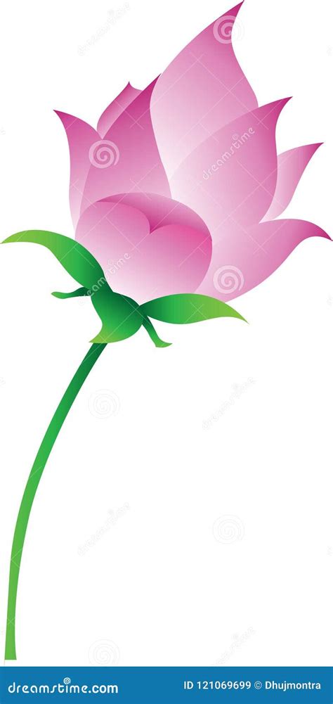 Vector Rosado De La Flor De Loto Stock De Ilustración Ilustración De