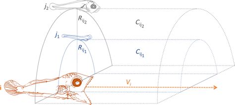 Schematic Representation Of The Modeled Visual Radius Rij M And