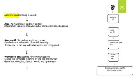 Anatomy And Physiology Of Temporal Lobe PPTX