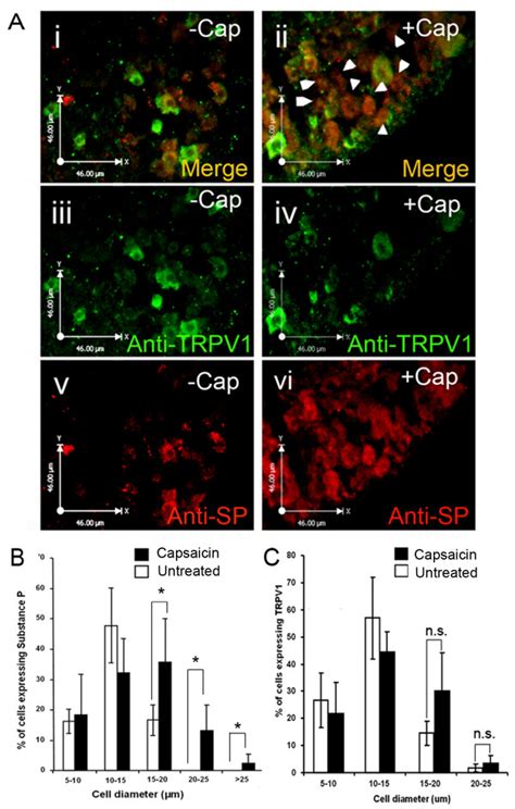 Induction Of Tac1 By Capsaicin Does Not Occur In All Trpv1 Expressing