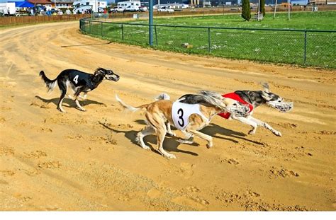 Windhundrennen In Sachsenheim Katzenjammer Auf Der Hundebahn