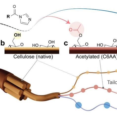 A C6 Regioselective Esterification Of Cellulose In The Presence Of