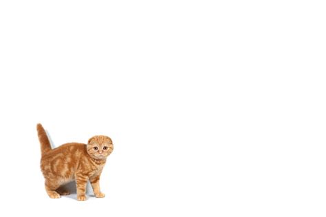 크림에 붉은 대리석의 스코틀랜드 폴드 고양이 색상 텍스트를 배치 합니다 흰색 고립 된 배경 고양이 새끼에 대한 스톡 사진 및