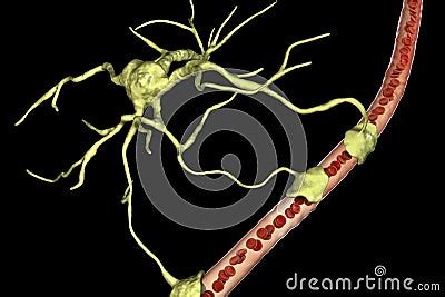 Astrocyte And Blood Vessel Royalty Free Illustration CartoonDealer