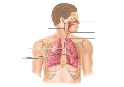 Diagram Of Respiratory System Quizlet