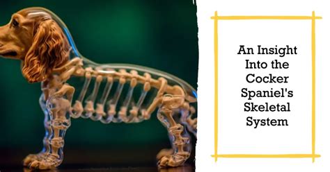 A Fascinating Insight Into The Cocker Spaniels Skeletal System