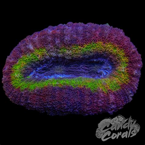 Ultra Rainbow Ring Lobophyllia Per Polyp Candy Corals
