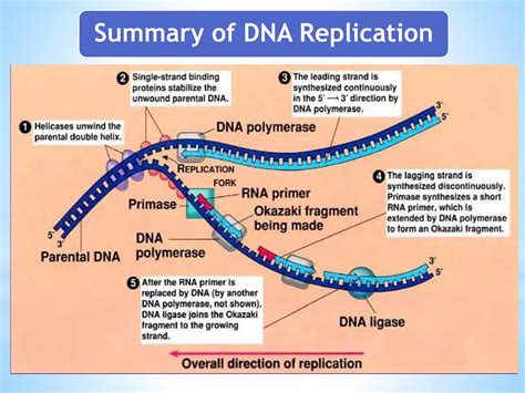 Dna Replication In Eukaryotes Ppt