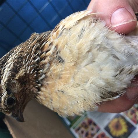 Sexing Cotournix Quail BackYard Chickens Learn How To Raise Chickens