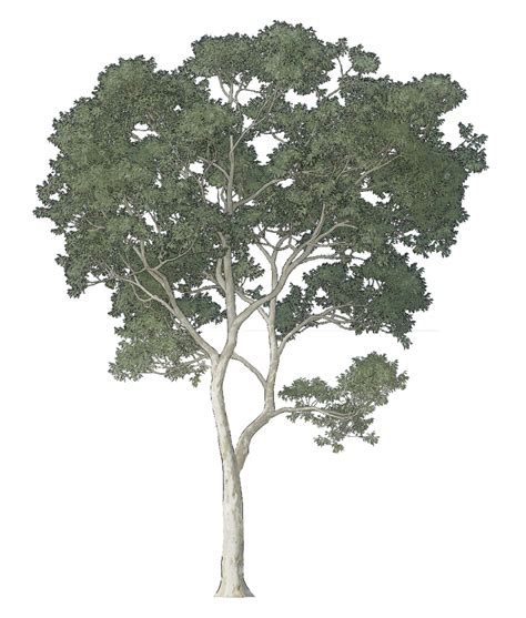 Pin de Sarah Pang en p i x e l Ilustración de árbol Arbol photoshop Arboles en planta png