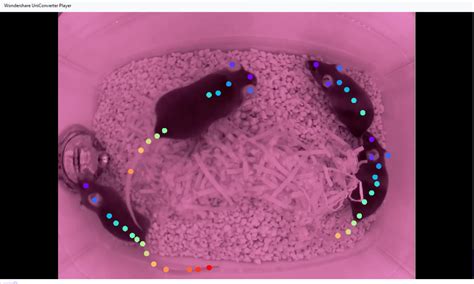 tracking malfunctioning with deeplabcut even tough estimation works usage and issues image sc
