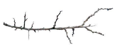 Plant Branch Texture 24 Productioncrate