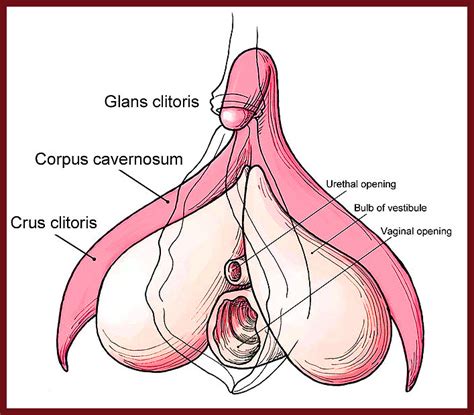 Sexhibition How Sex Works Knowing The Science Makes Sex Better